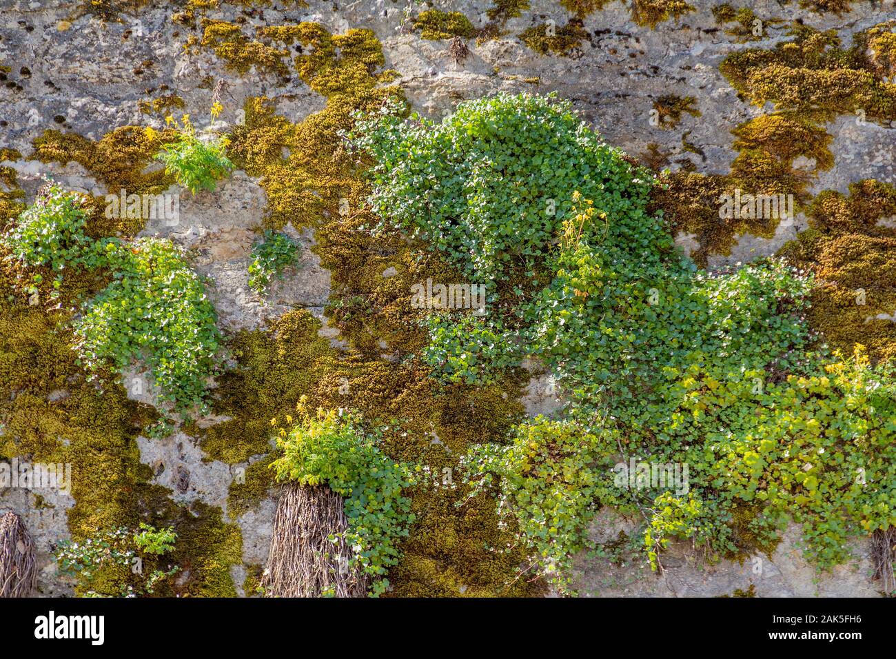 some vegetation on a old stone wall Stock Photo - Alamy