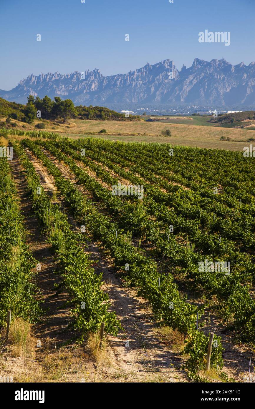 Weinregion Penedes: Wein- und Cava Region suedlich von Barcelona ...