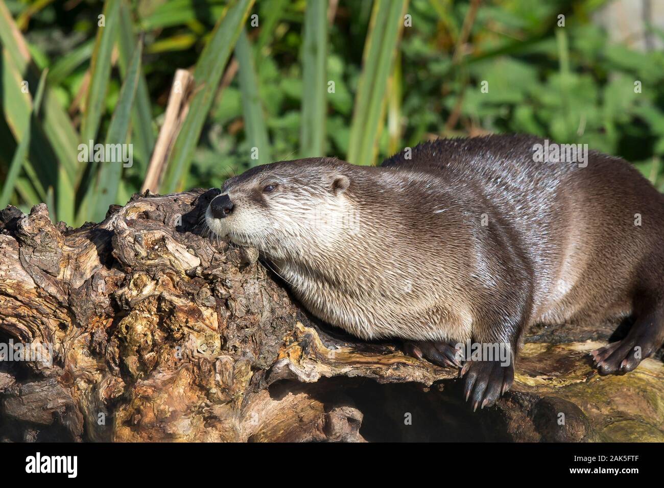 Front view close up, North American river otter (Lontra canadensis ...