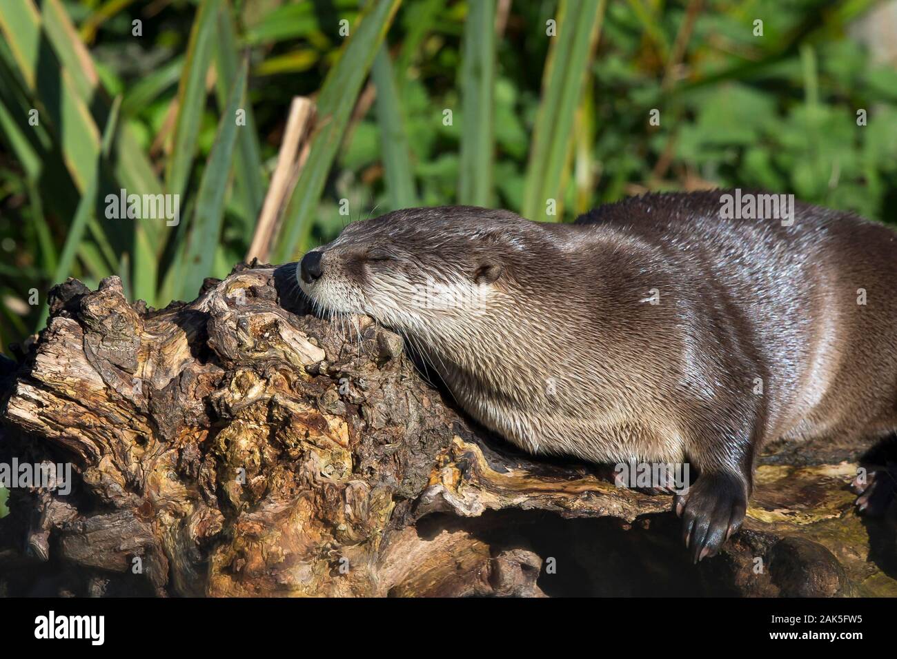 North american river otter isolated hi-res stock photography and images ...