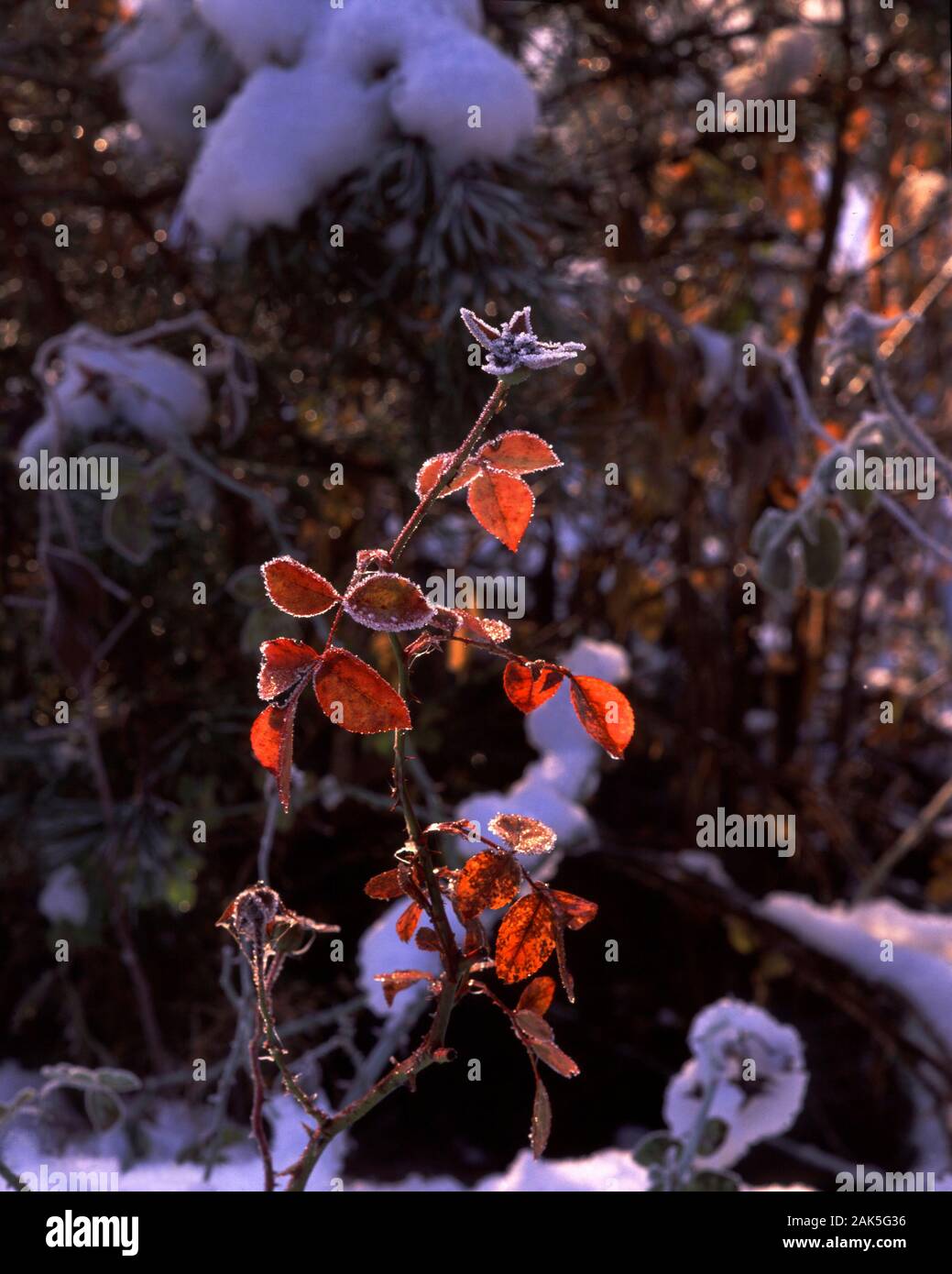 Frosty rose petals in autumn color Stock Photo - Alamy