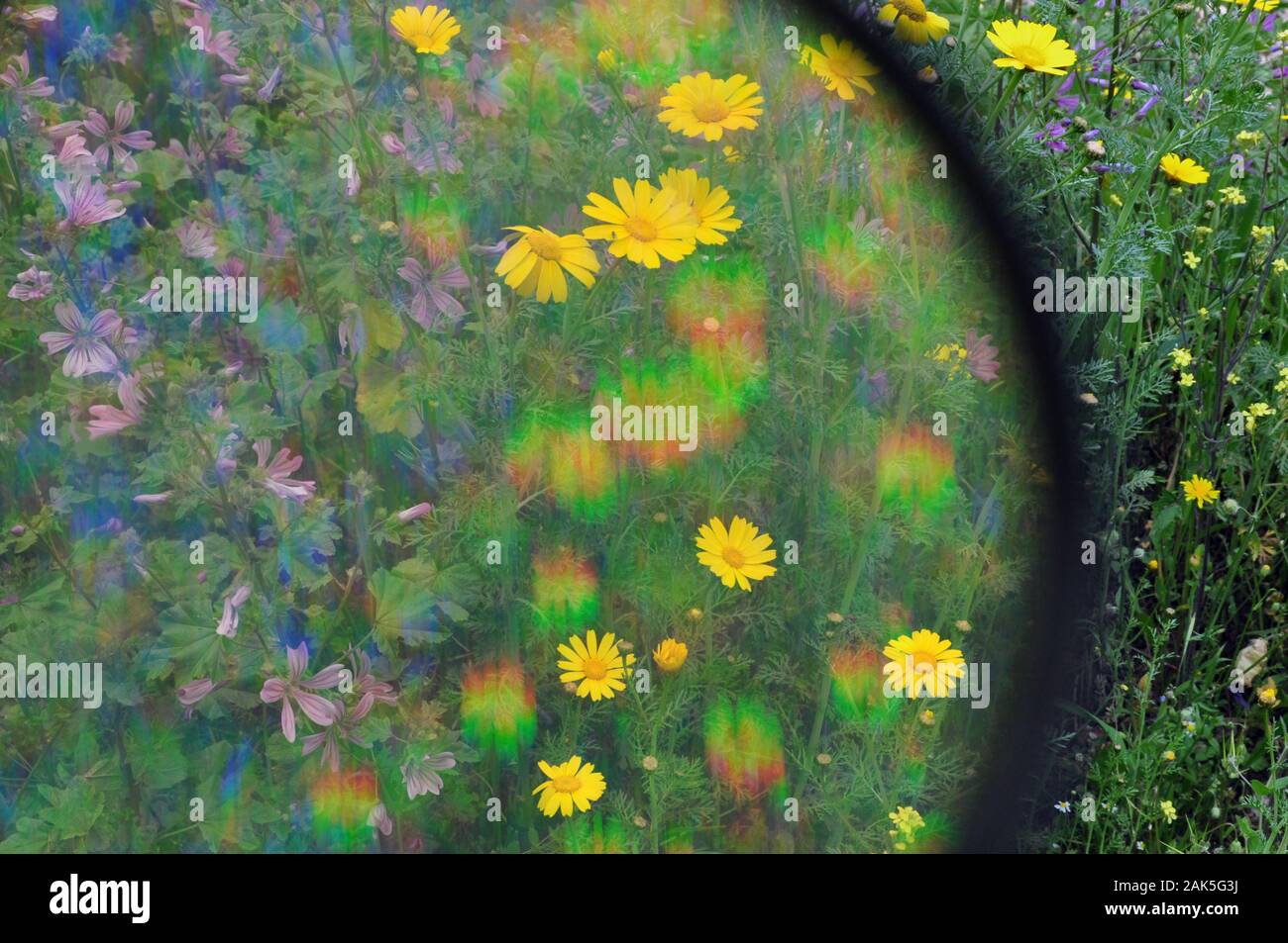 Yellow and purple wild flowers through lens filter with rainbow colors ...