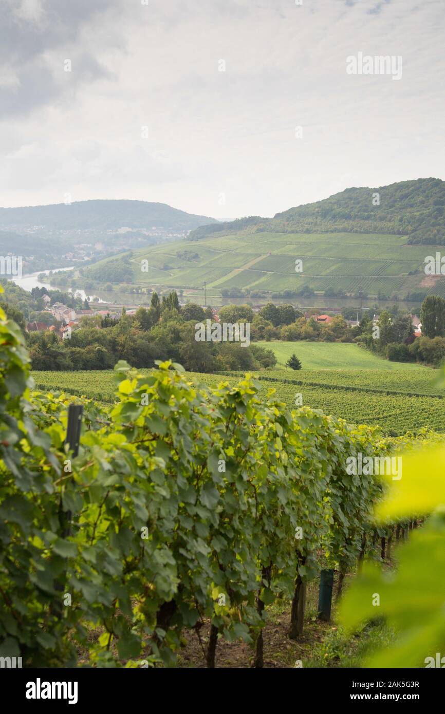 Perl: Blick auf Weinberge und Mosel, Saarland | usage worldwide Stock ...
