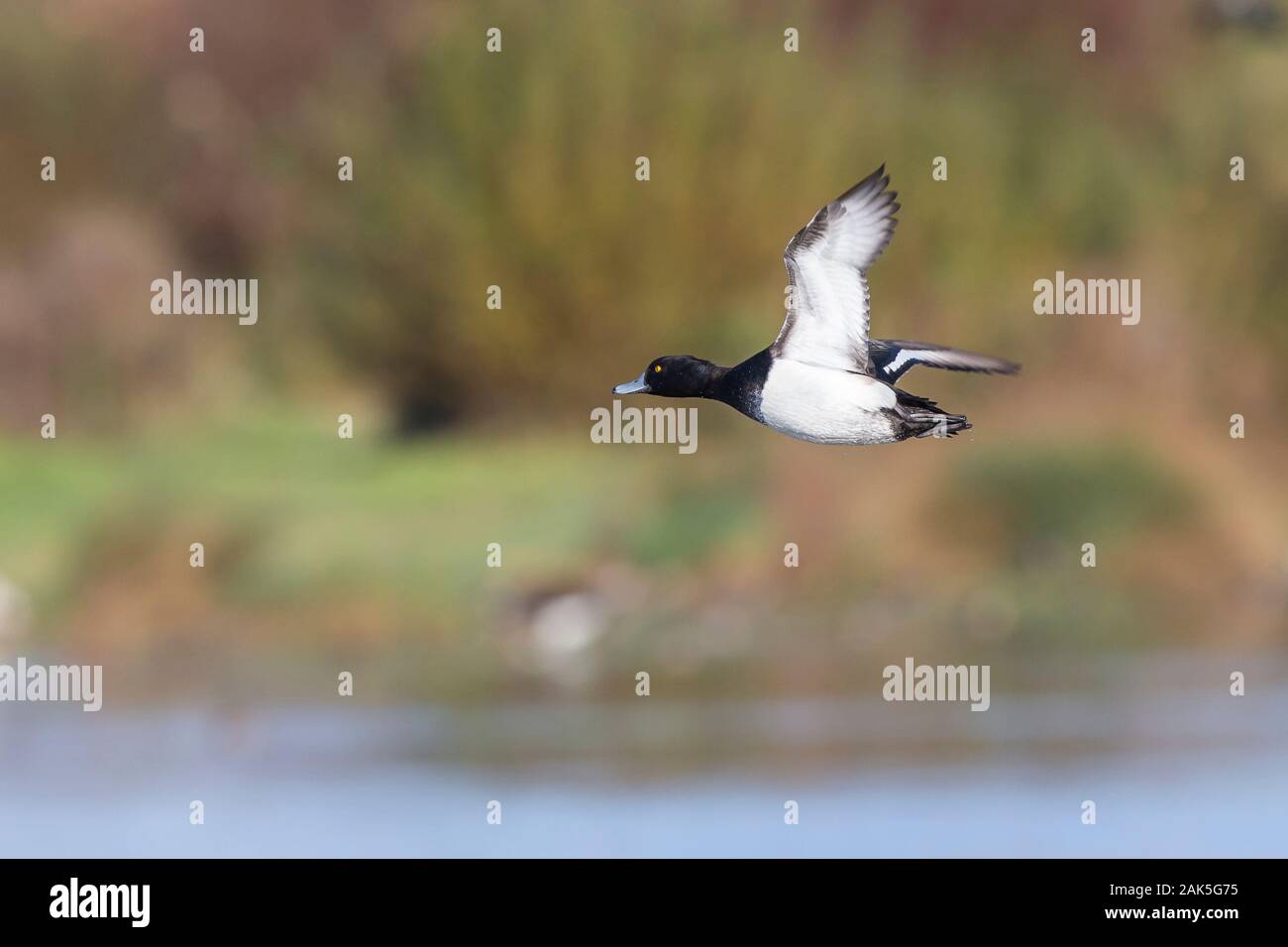 Side view of wild male UK tufted duck (Aythya fuligula) isolated in ...