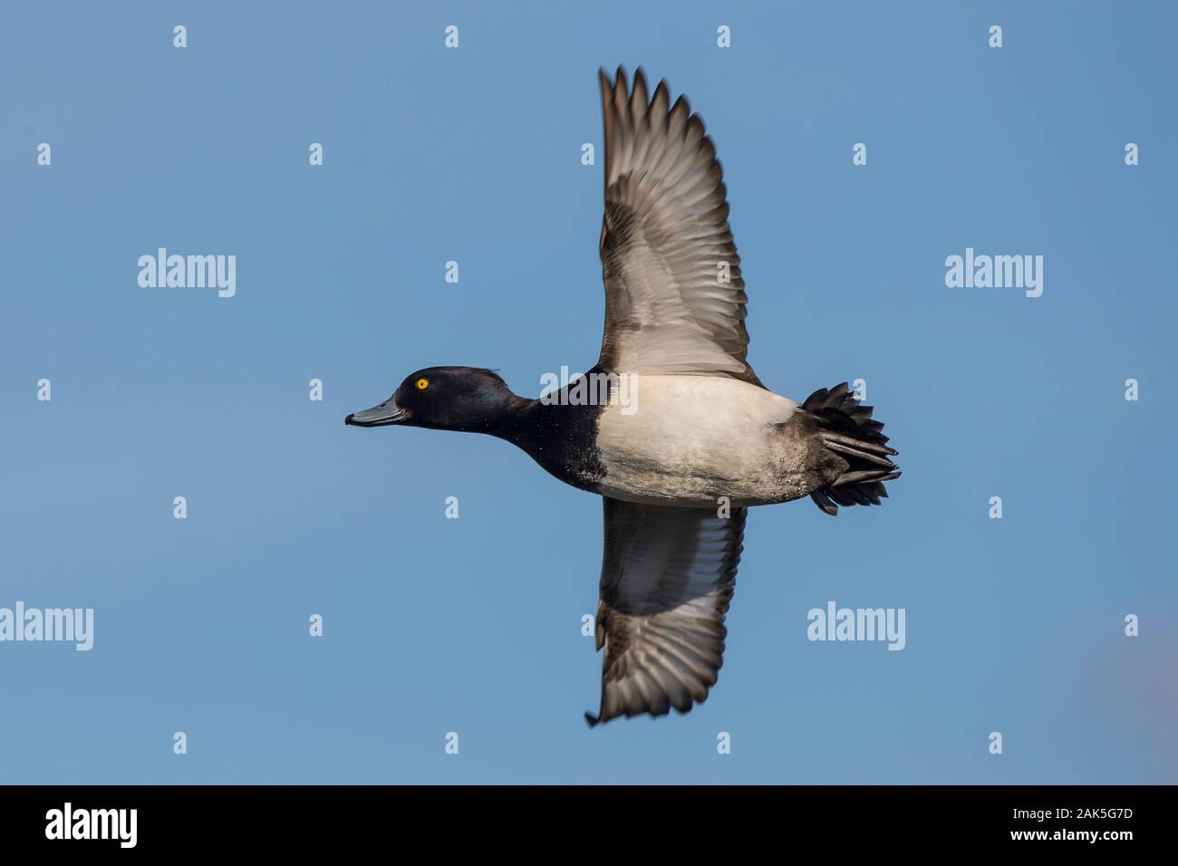 Low angle close up of wild male UK tufted duck (Aythya fuligula ...