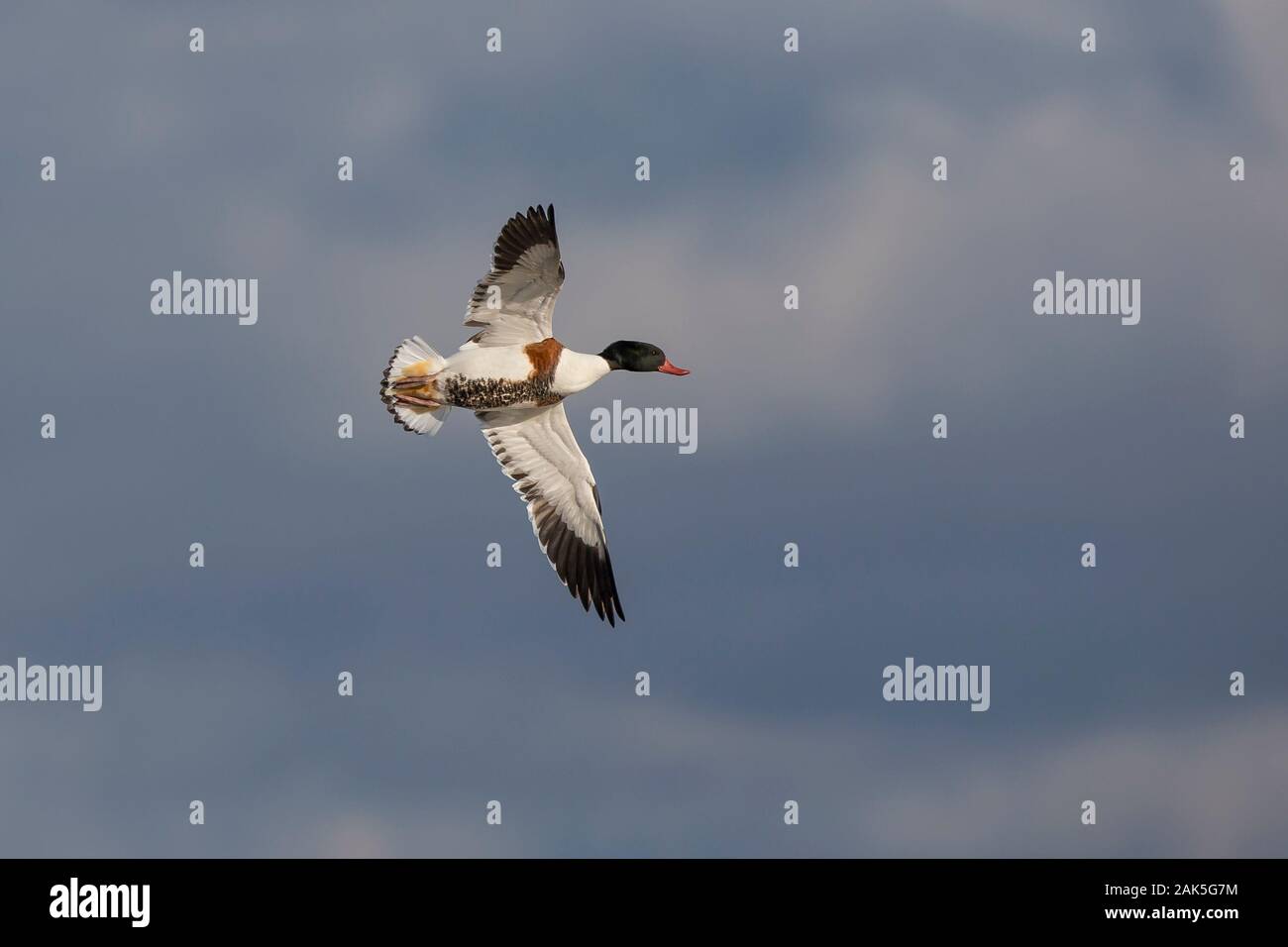 Flying shelducks hi-res stock photography and images - Alamy
