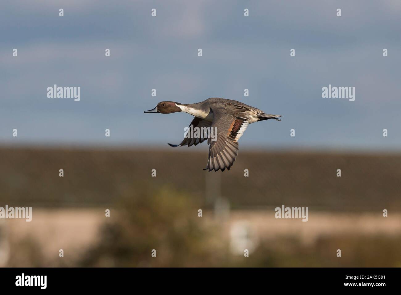 Northern pintail duck hi-res stock photography and images - Alamy