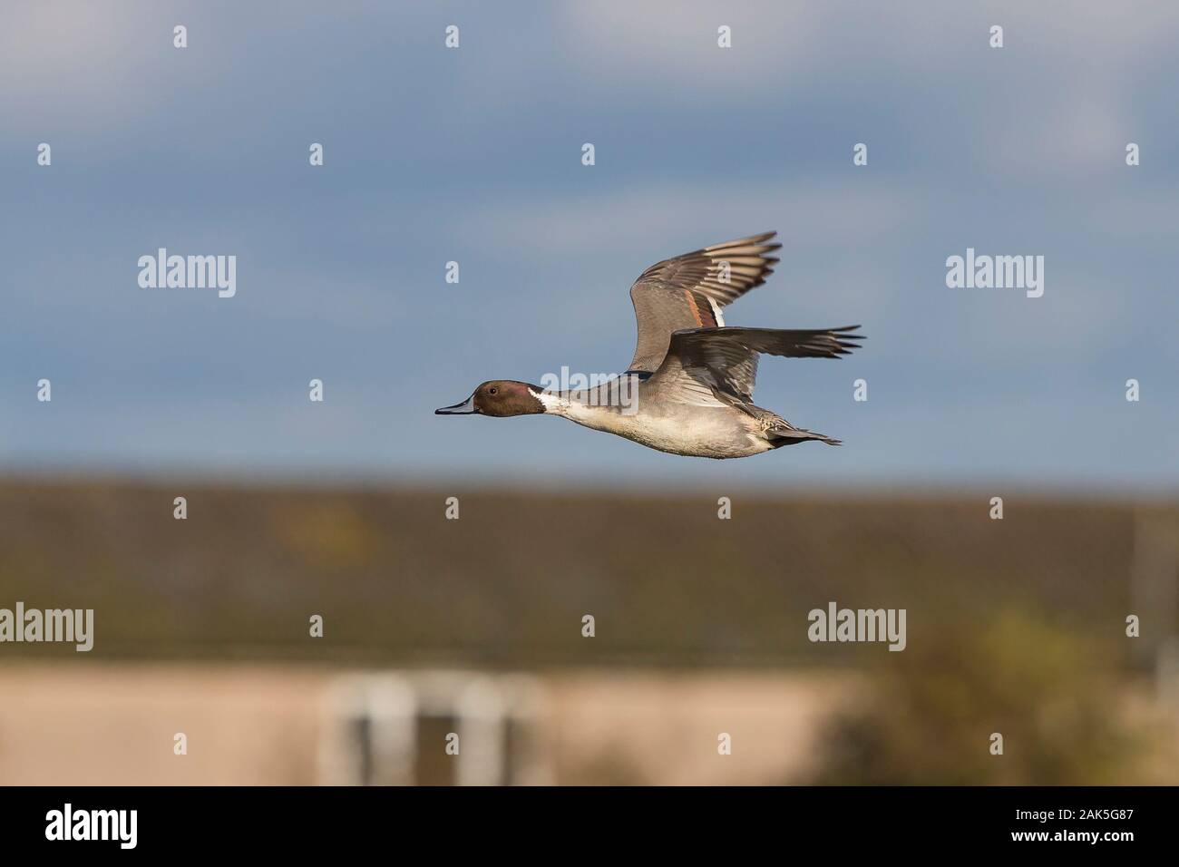 Northern pintail duck hi-res stock photography and images - Alamy