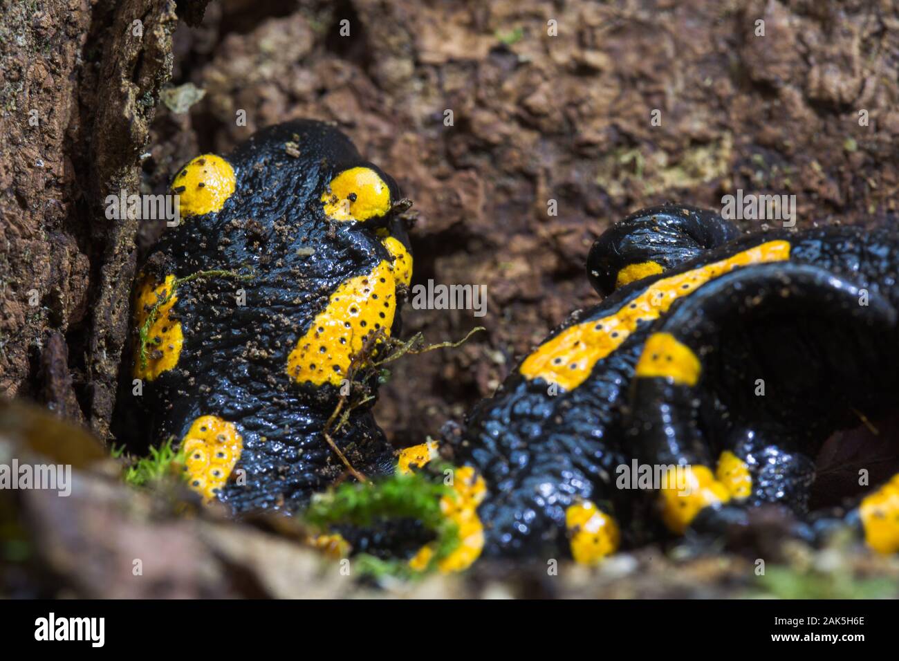 Fire salamander, or Salamandra salamandra hiding in the old primary ...