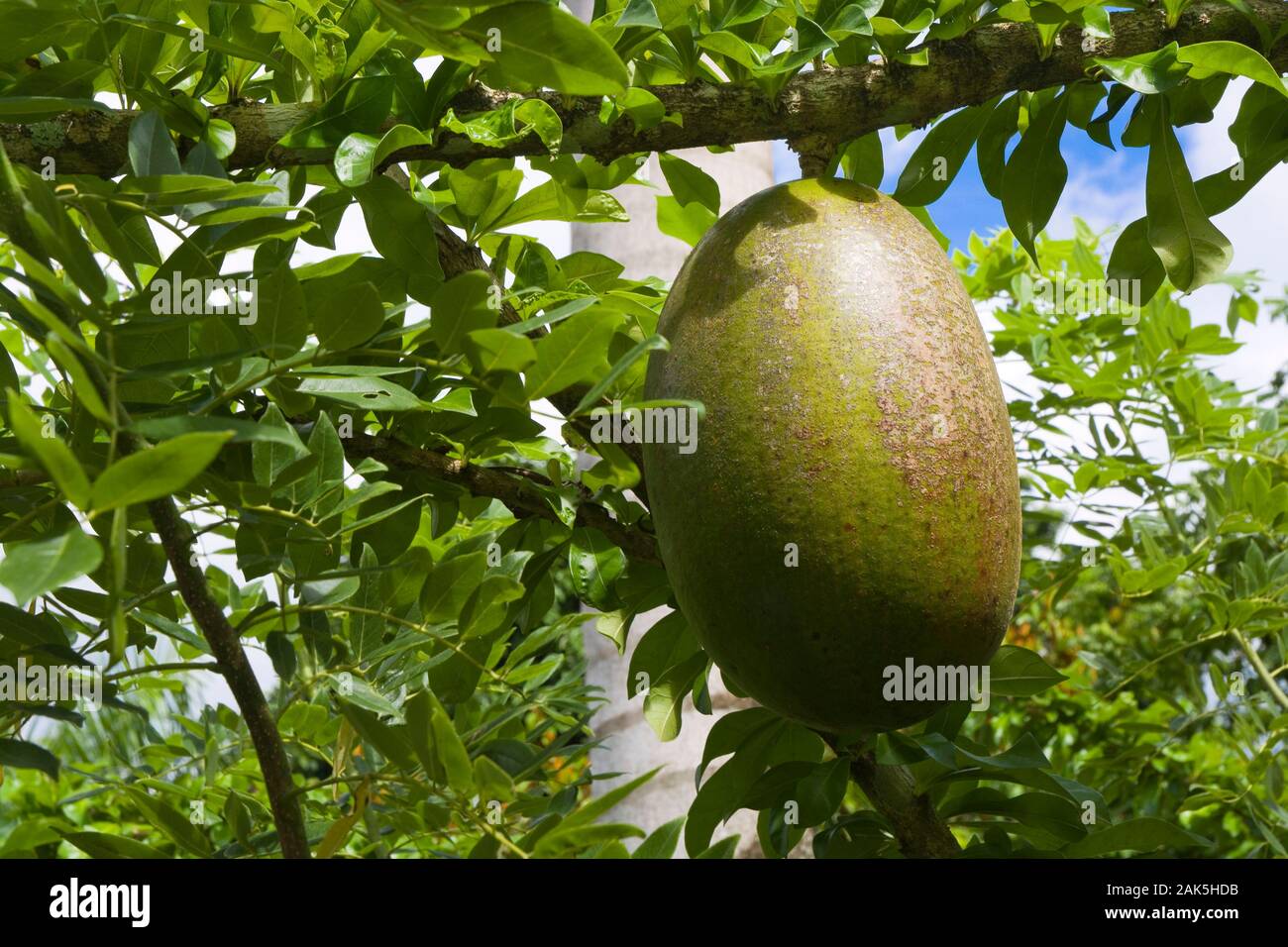 Calabash plant hi-res stock photography and images - Alamy
