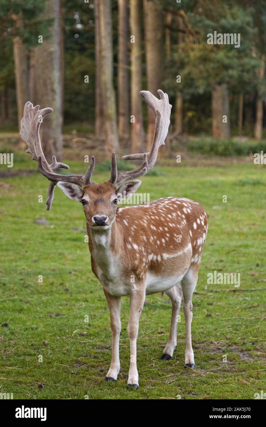 Saerbeck hi-res stock photography and images - Alamy