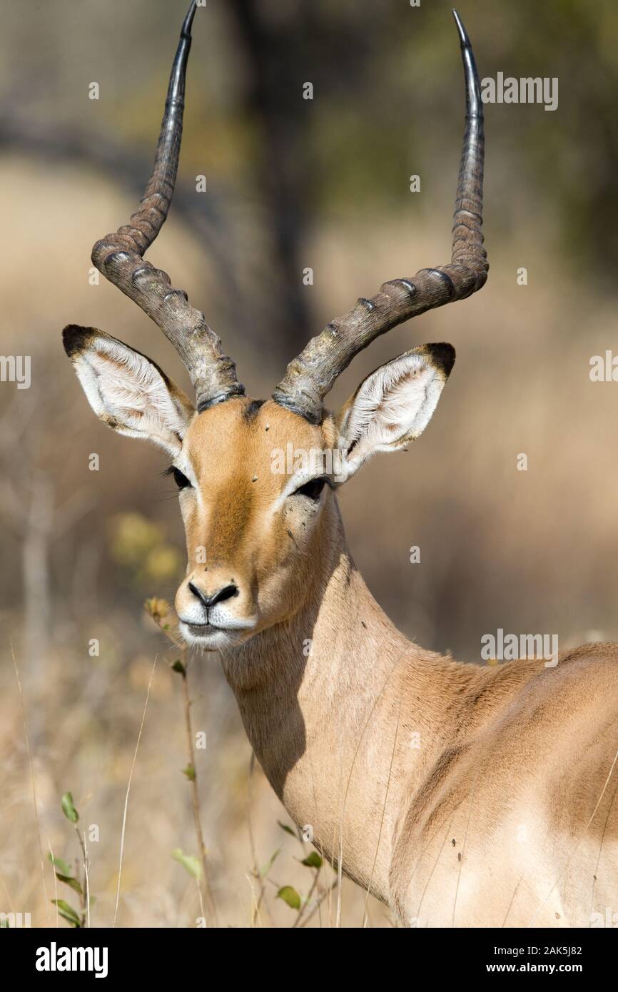 Krueger Nationalpark: Springbock in der Naehe des Camps Satara ...