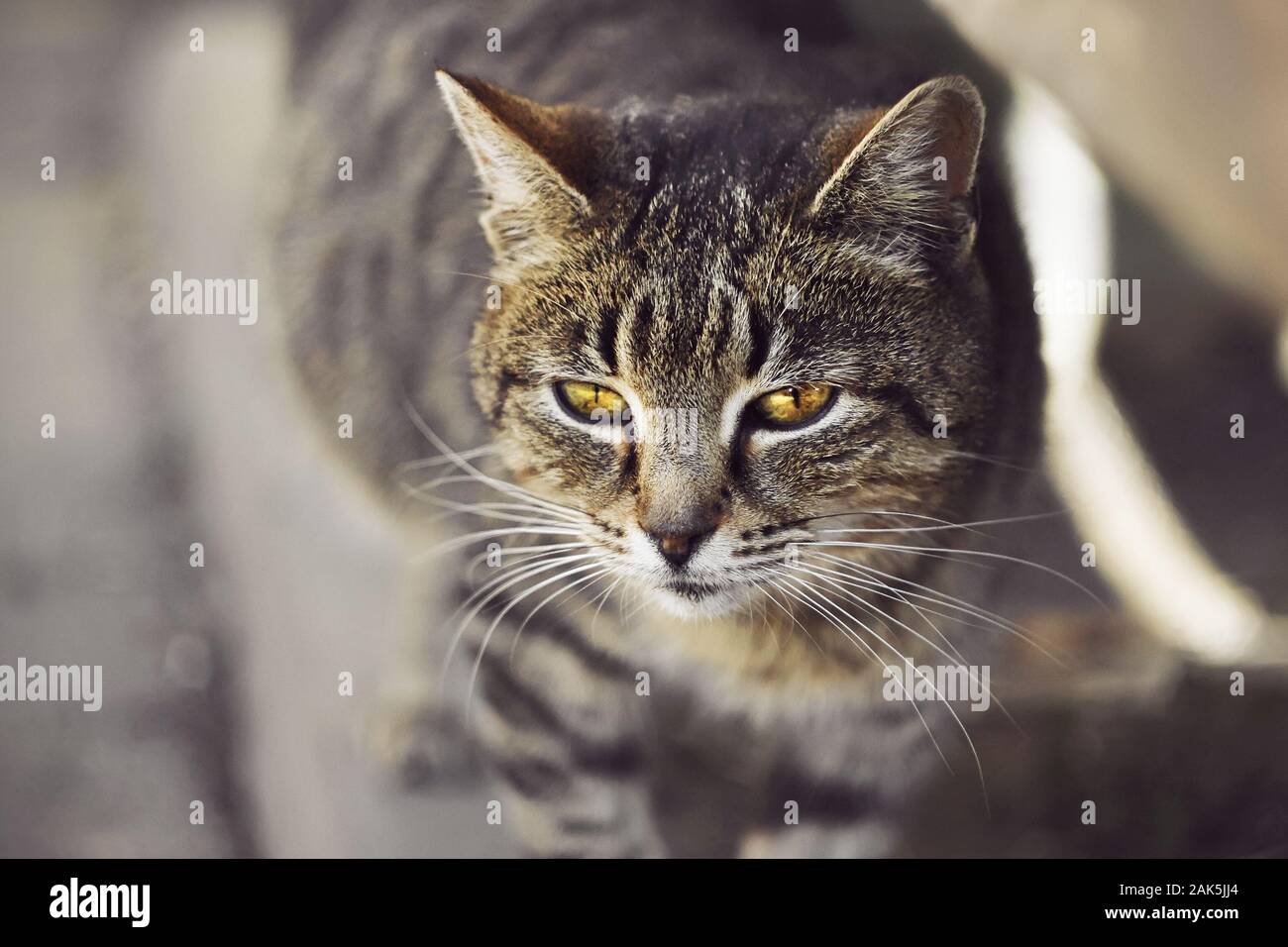 A beautiful cute tabby cat with a long mustache and yellow eyes squints ...
