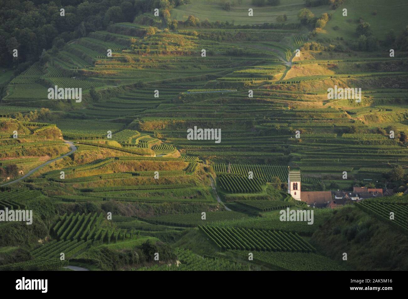 Kaiserstuhl: Weinberge bei Vogtsburg-Oberbergen, Schwarzwald Sueden ...