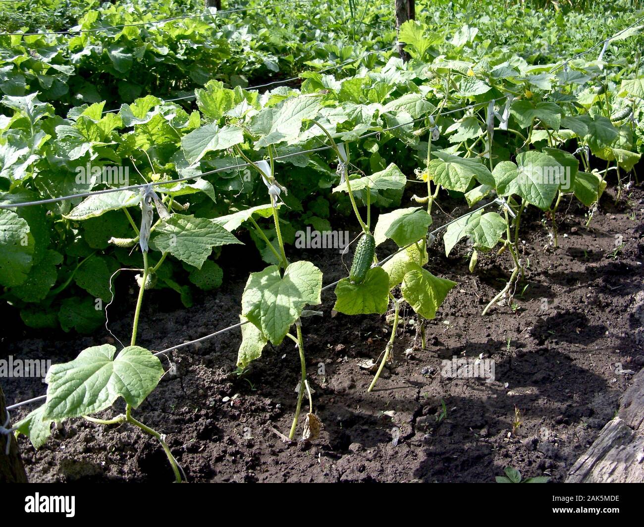A bed with a cucumber with ripening fruit, on a sunny summer day, with ...