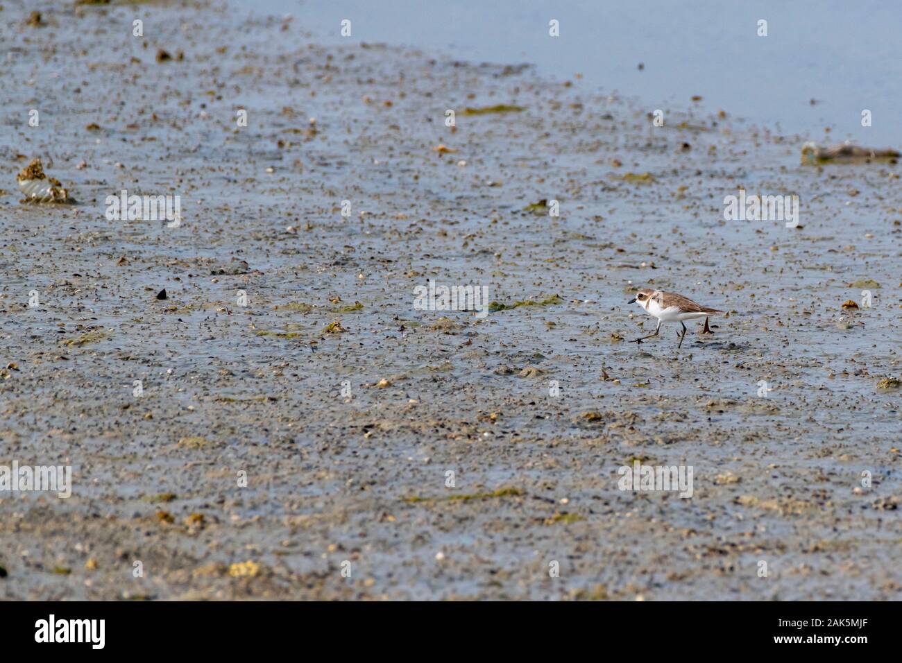 Small bird eating by low tide in a the mangrove Stock Photo - Alamy