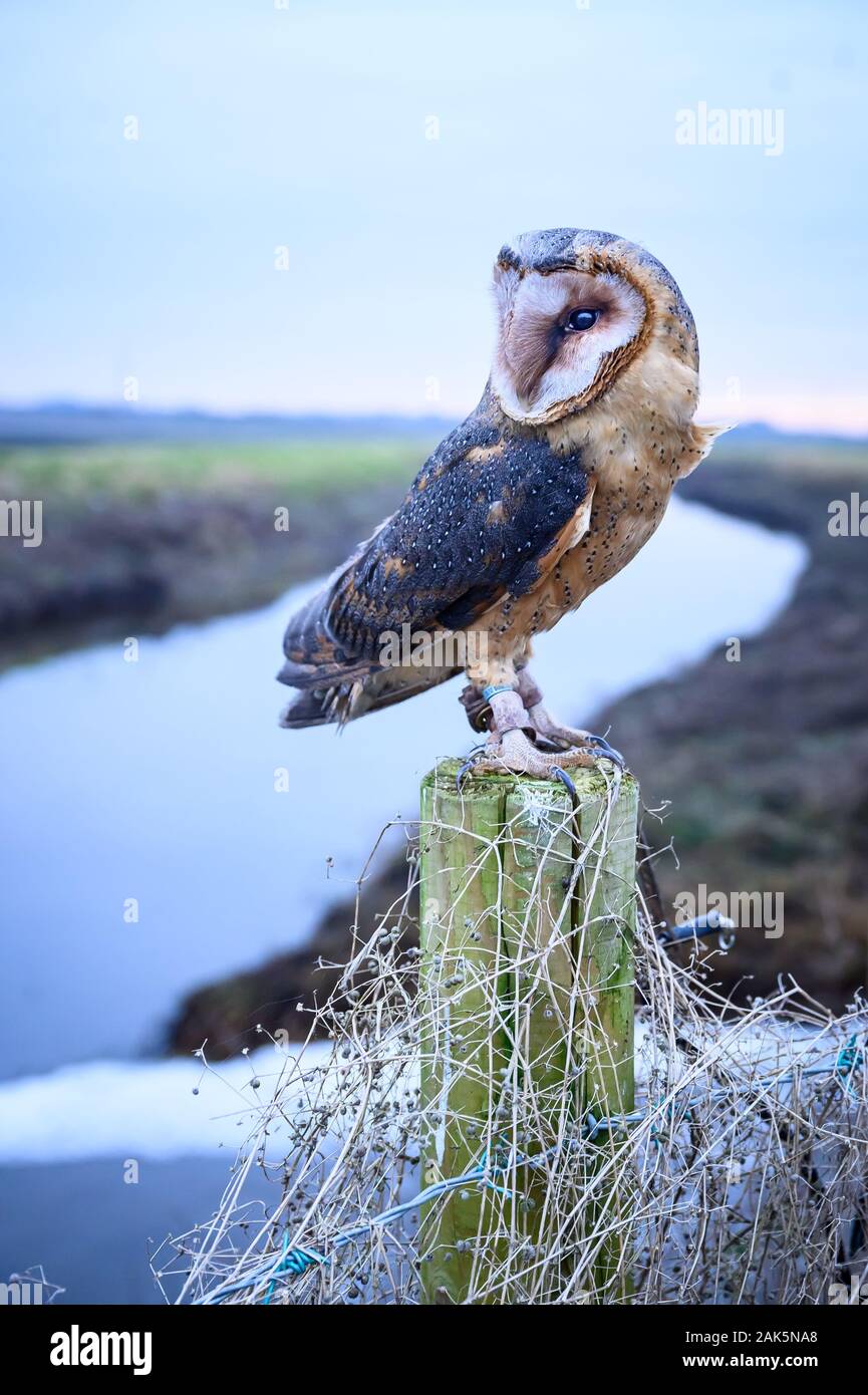 Dark Breasted Barn Owl - Tyto alba, Lunt Meadows RSPB Nature Reserve ...