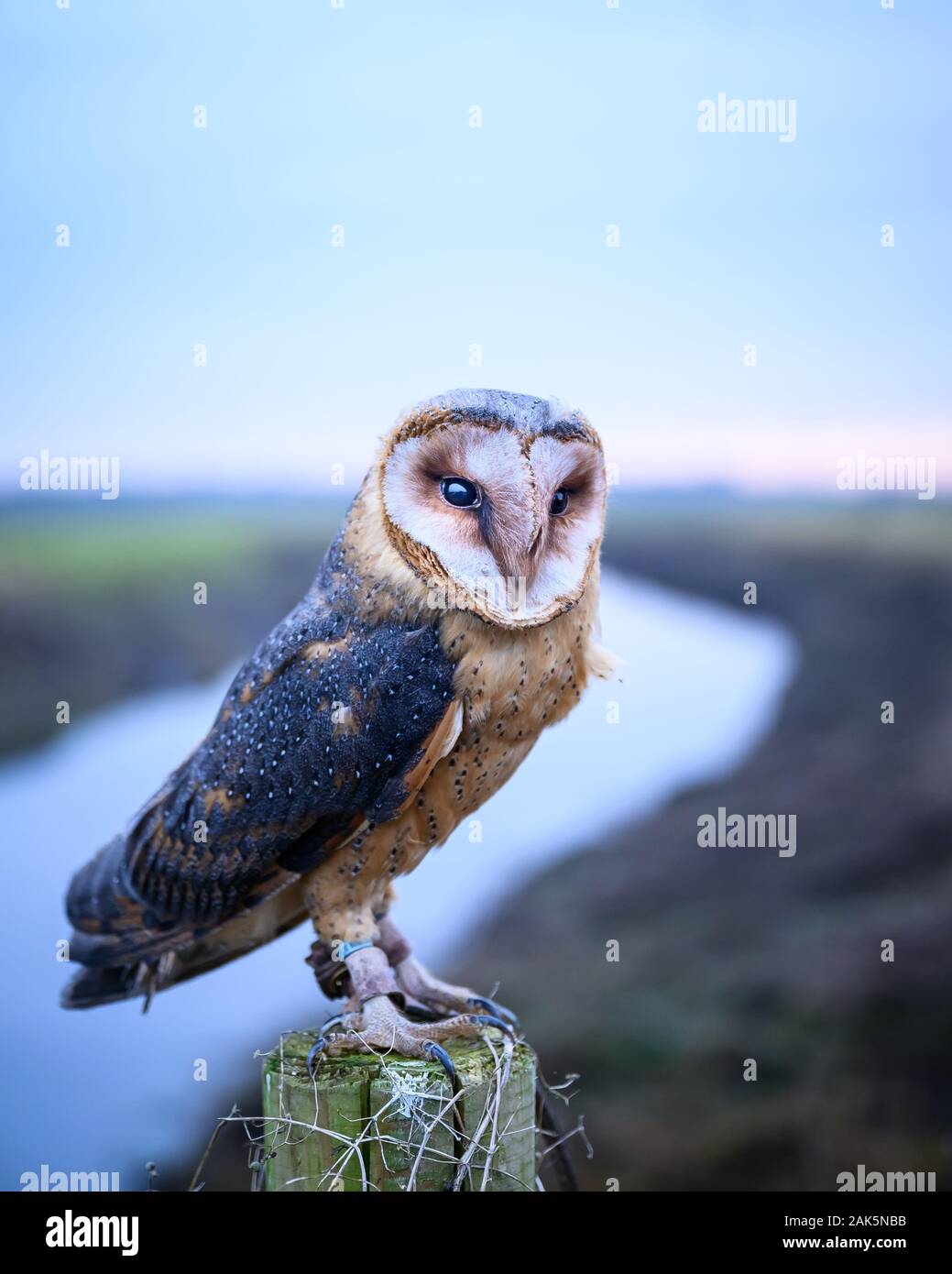 Lunt meadows nature reserve, merseyside hi-res stock photography and ...