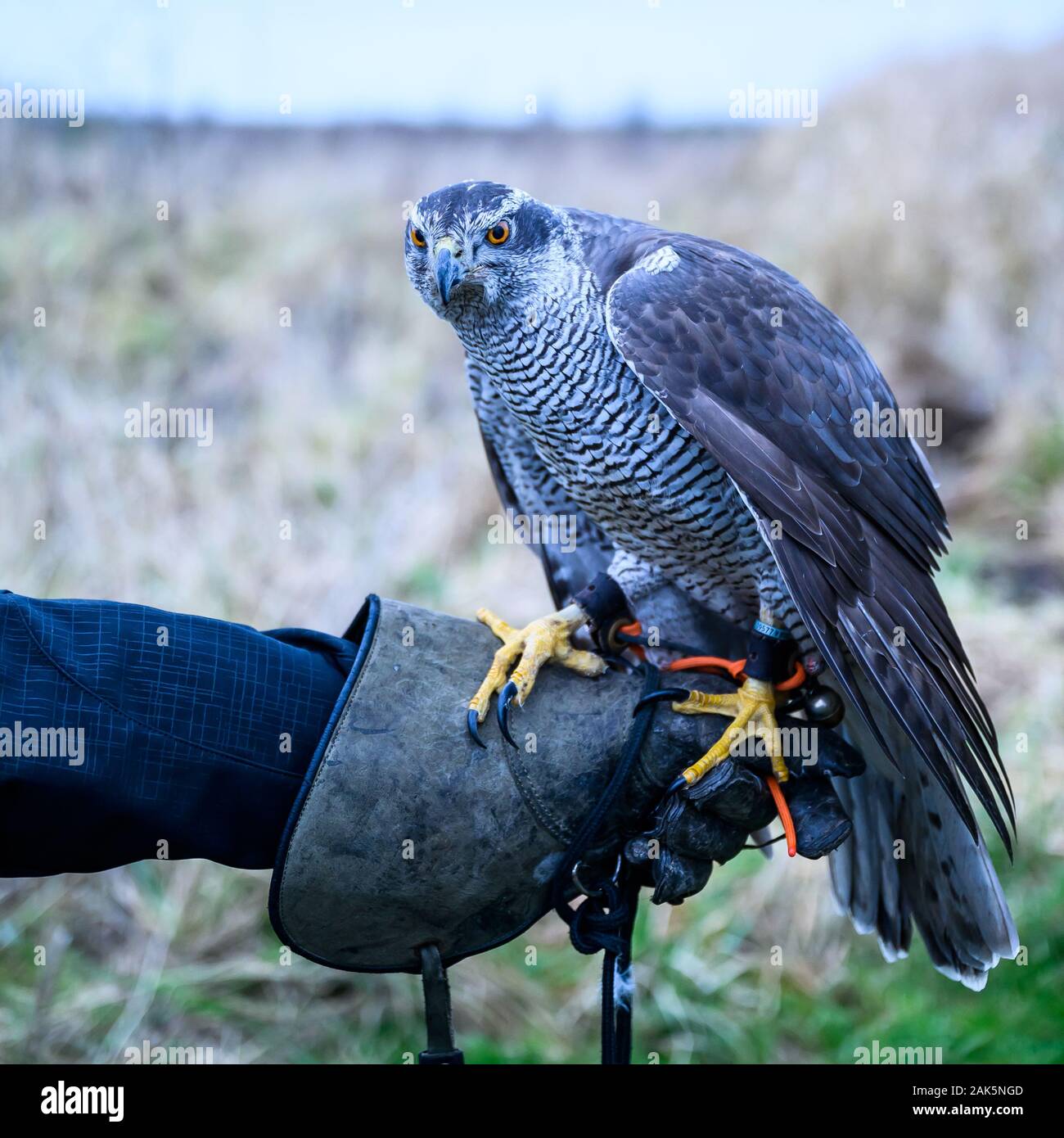 Northern Goshawk - Accipiter gentilis, Lunt Meadows RSPB Nature Reserve ...