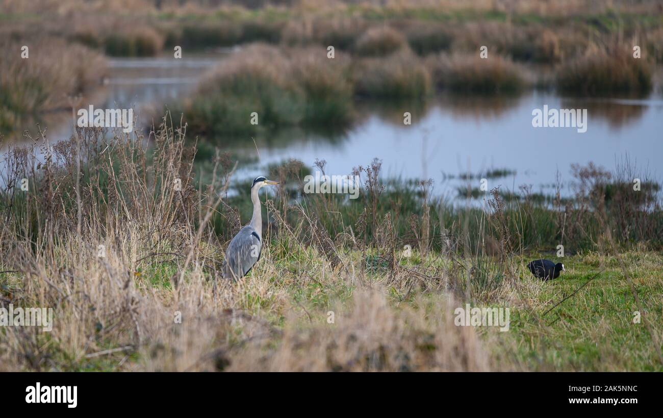 Heron, Lunt Meadows RSPB Nature Reserve, Merseyside Stock Photo - Alamy