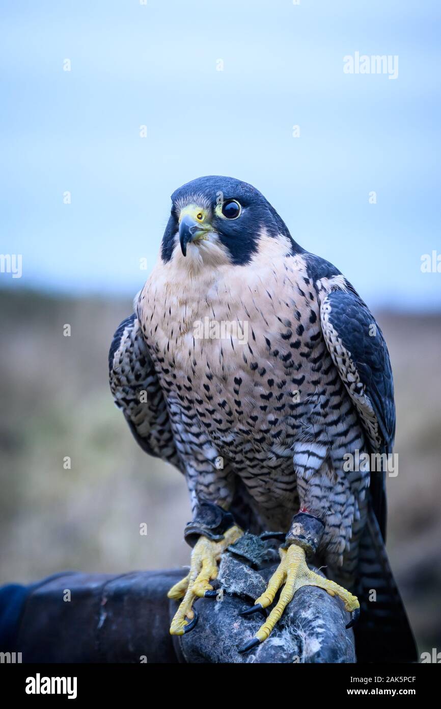 Peregrine Falcon - Falco peregrinus, Lunt Meadows RSPB Nature Reserve ...