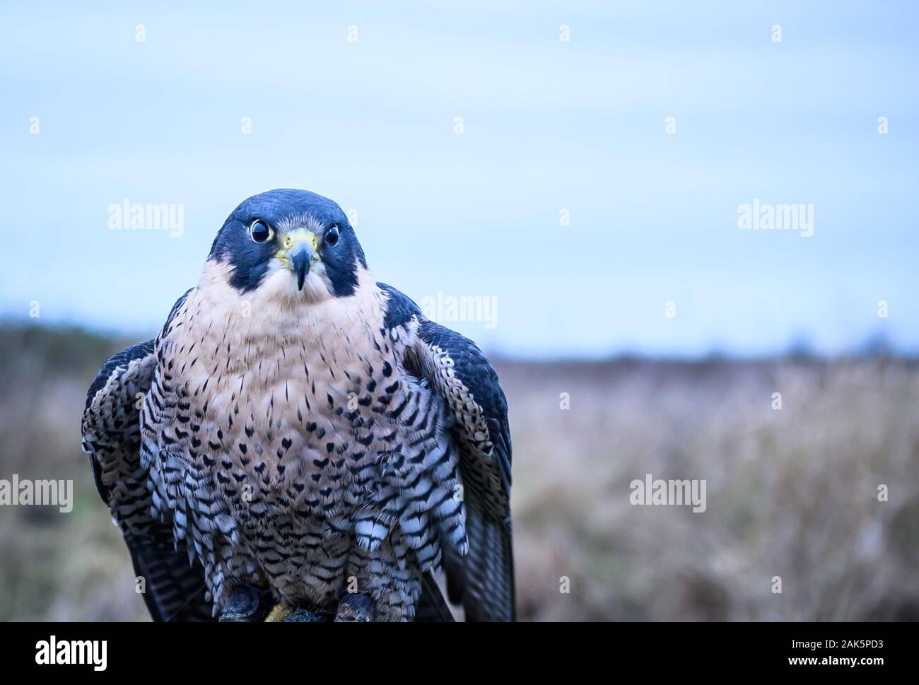 Peregrine Falcon - Falco peregrinus, Lunt Meadows RSPB Nature Reserve ...