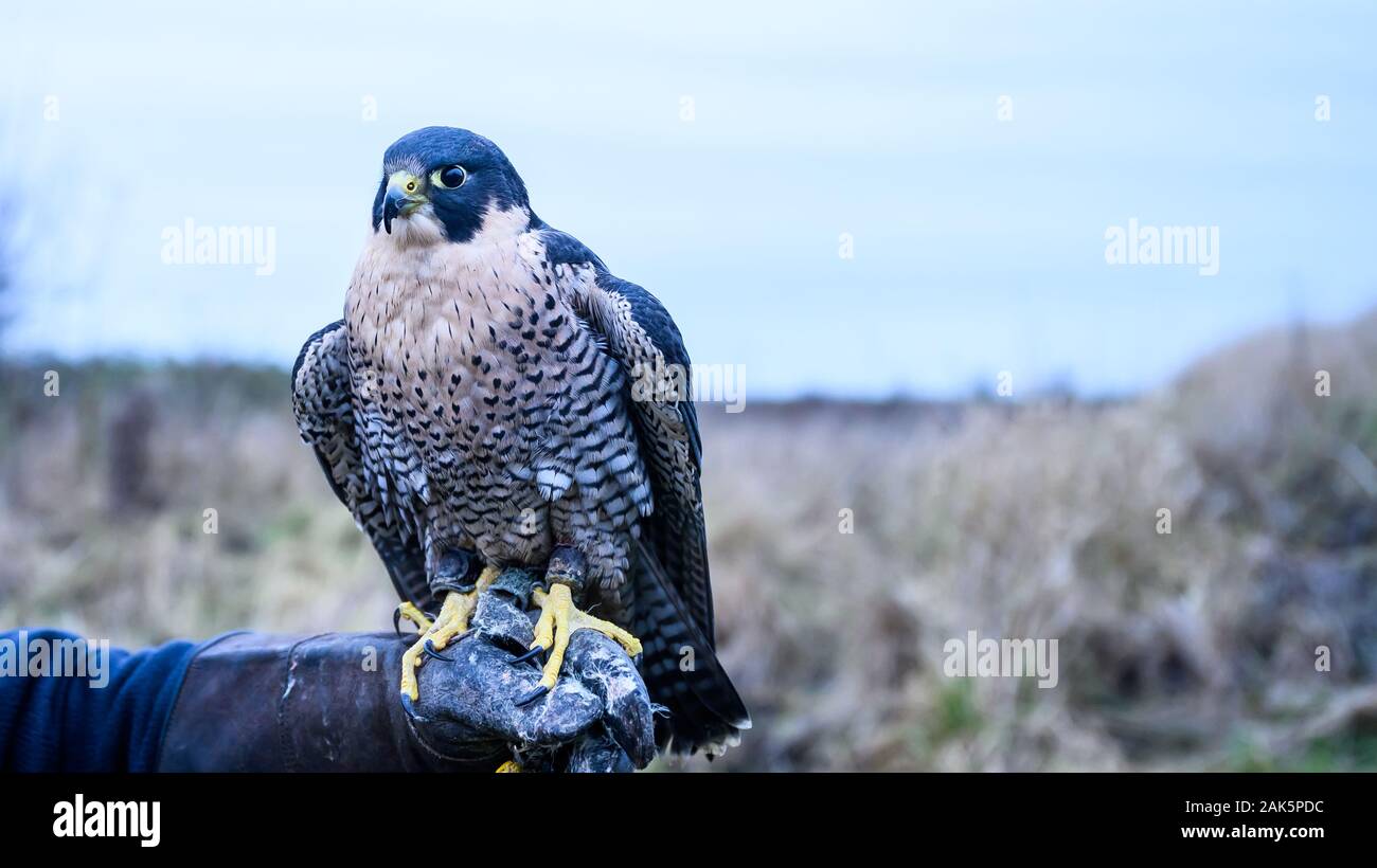 Peregrine Falcon - Falco peregrinus, Lunt Meadows RSPB Nature Reserve ...