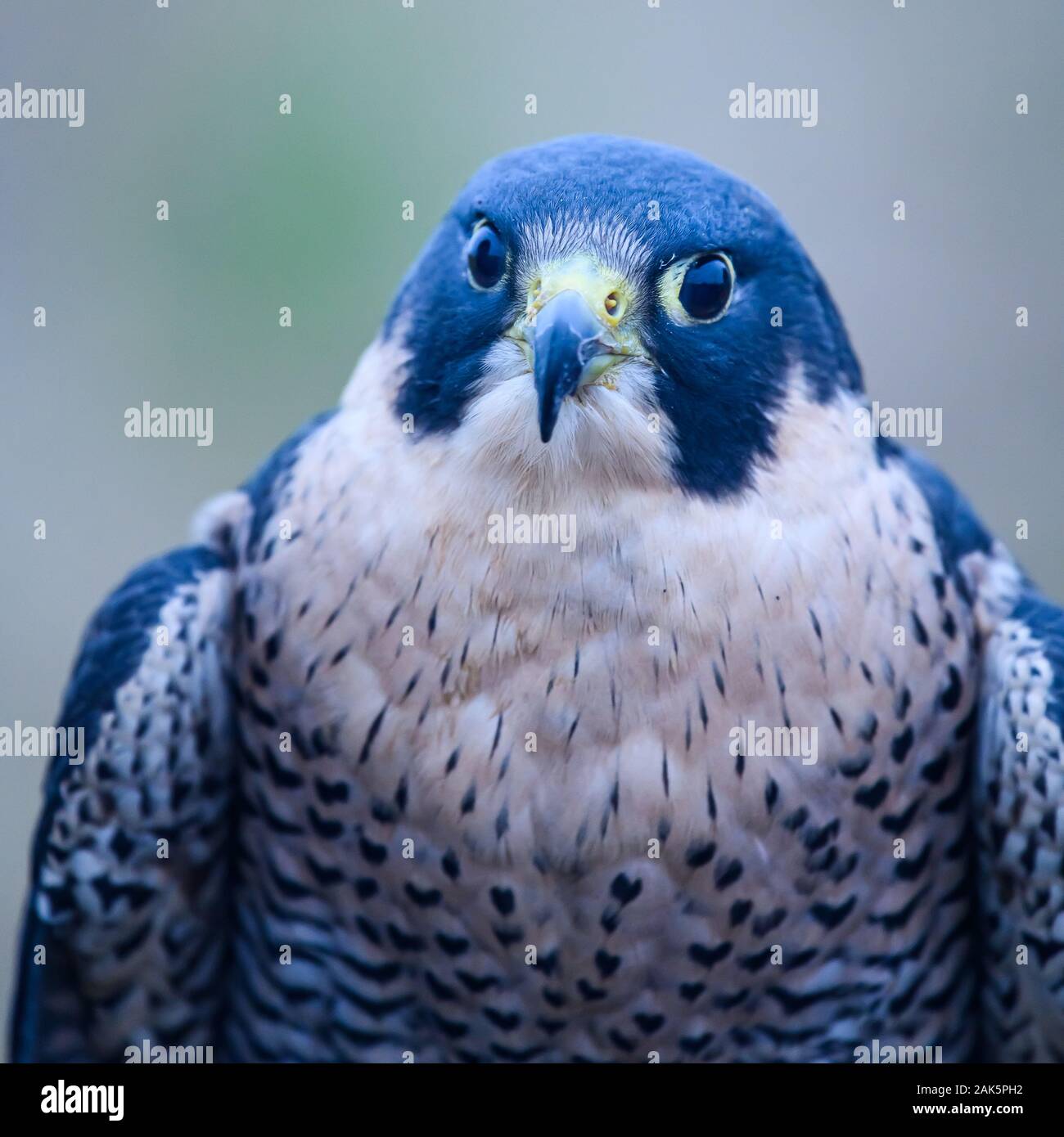 Peregrine Falcon - Falco peregrinus, Lunt Meadows RSPB Nature Reserve ...