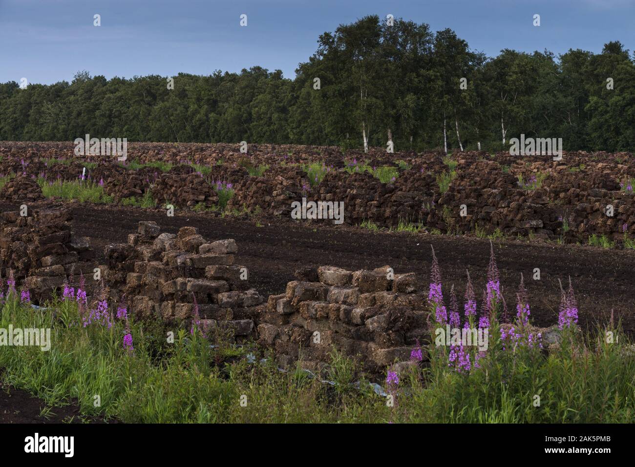 Torfabbau im Neulander Moor, Elbe und Weser | usage worldwide Stock ...
