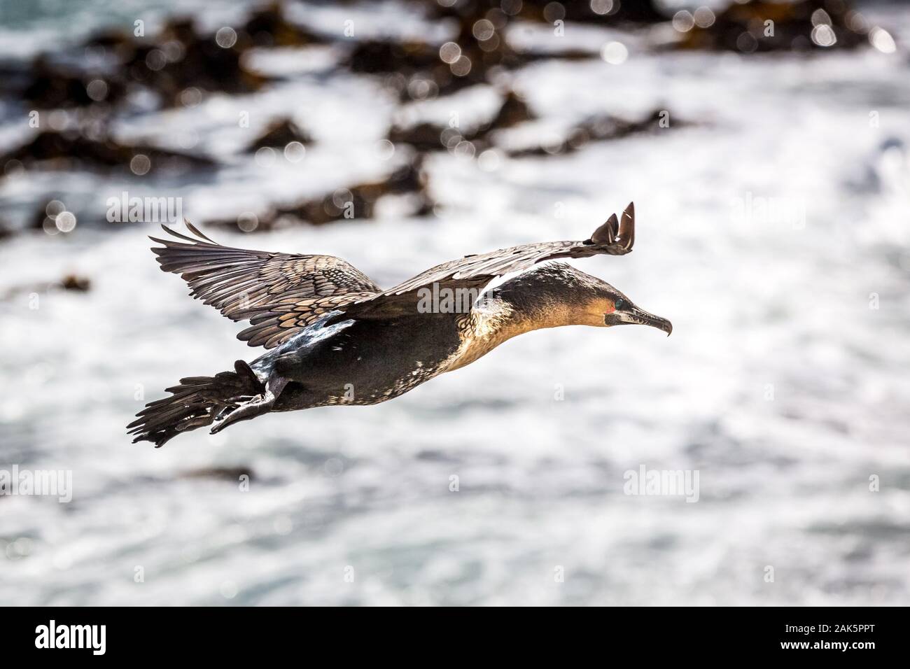 Cormorant eye close up hi-res stock photography and images - Alamy
