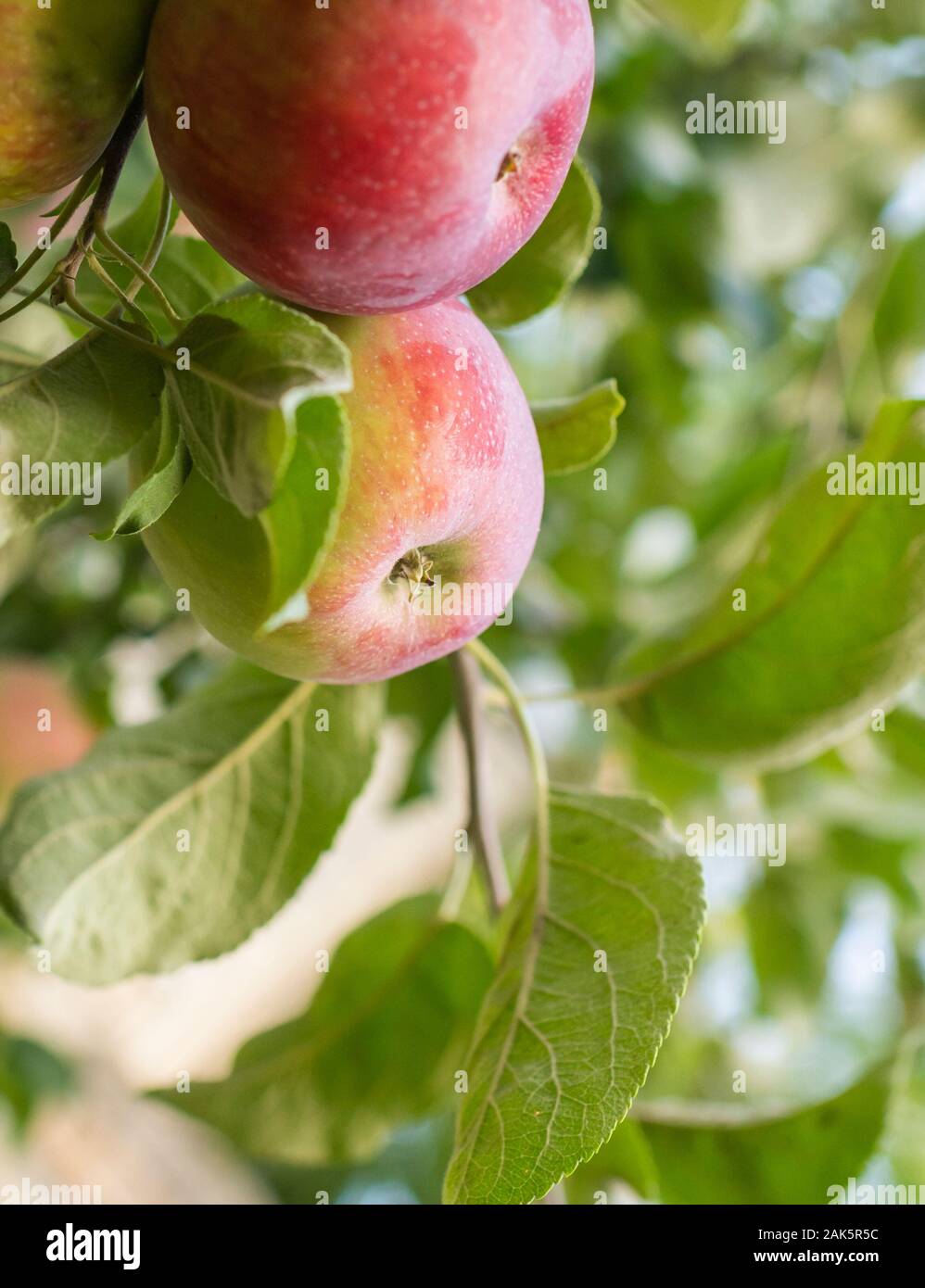 A bunch of ripe apple branch in sunlight Stock Photo - Alamy