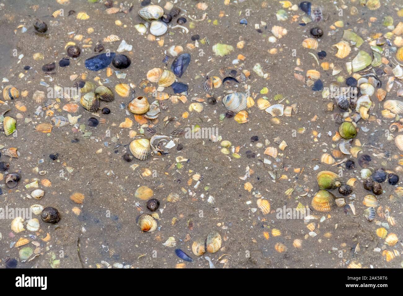 full frame beach scenery closeup including lots of seashells Stock ...