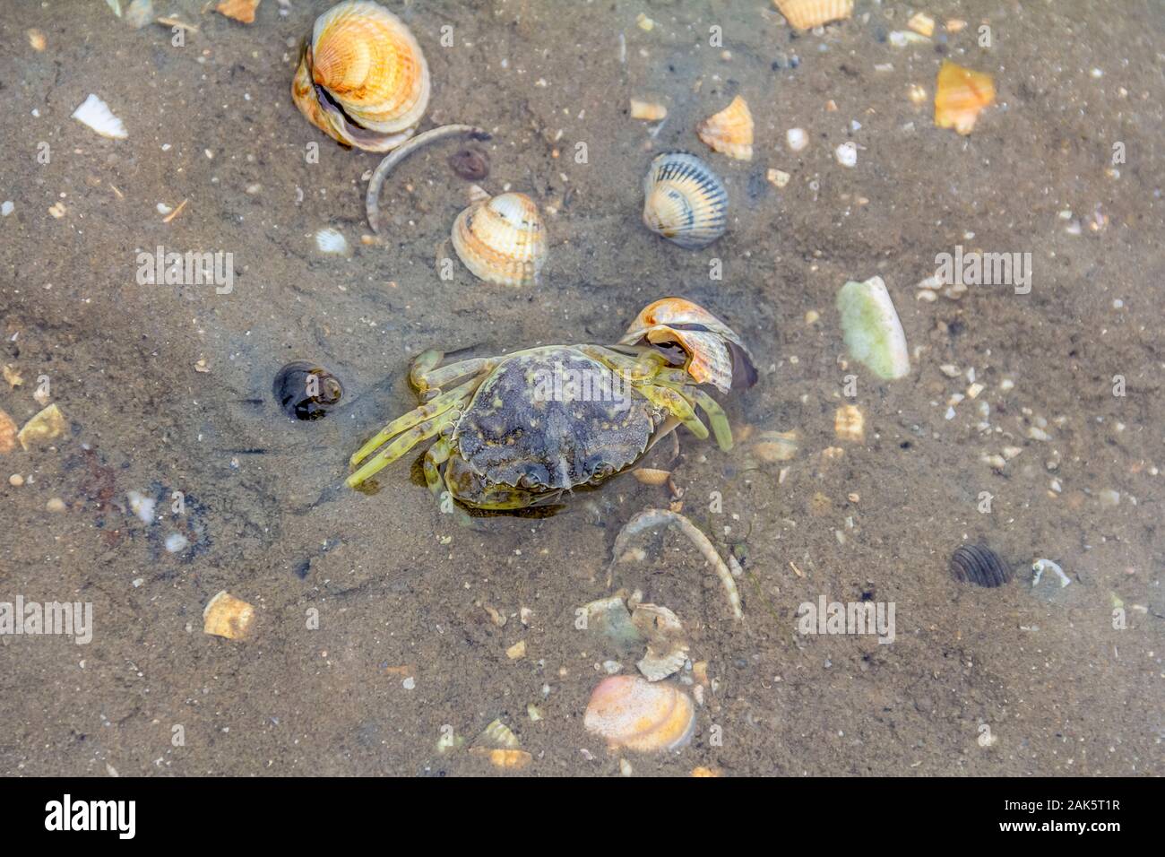 beach scenery closeup including a crab and lots of sea shells Stock ...