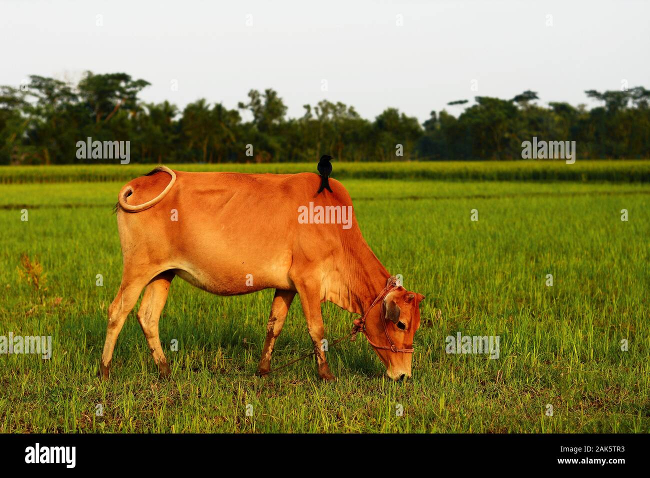 Calf and caw hi-res stock photography and images - Alamy