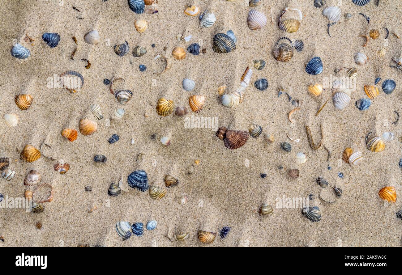 full frame beach scenery closeup including lots of seashells Stock ...