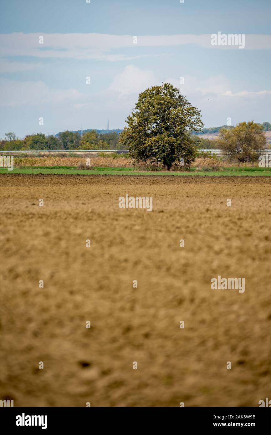 White walnut tree hi-res stock photography and images - Alamy