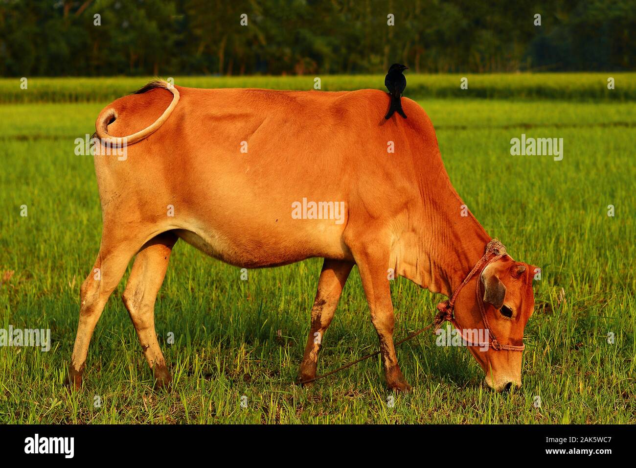 Bird on a cow hi-res stock photography and images - Alamy
