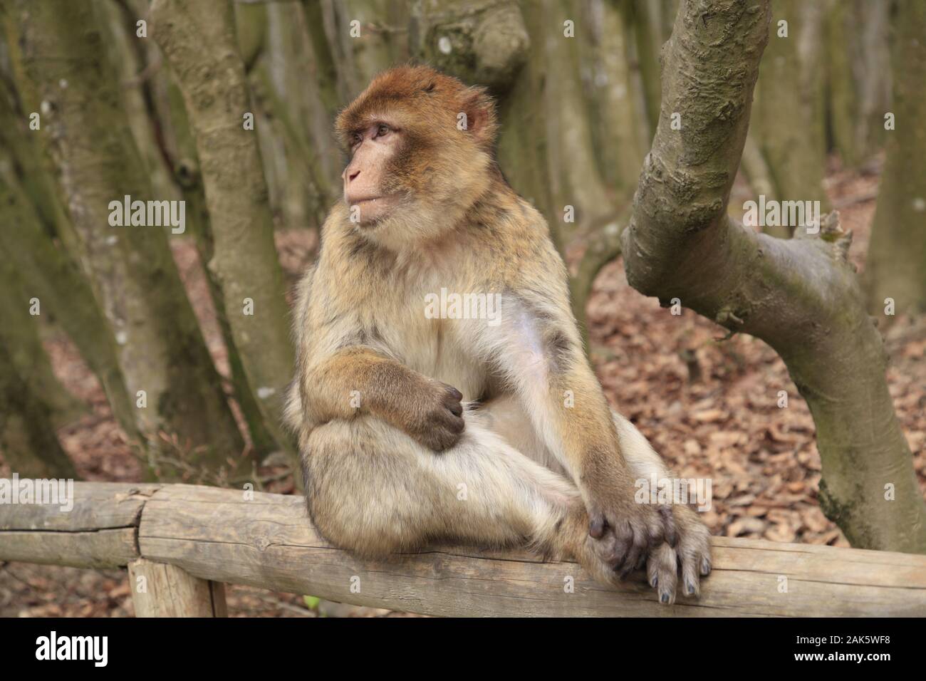 Salem: Affenberg, Affe im Tierpark, Bodensee | usage worldwide Stock ...
