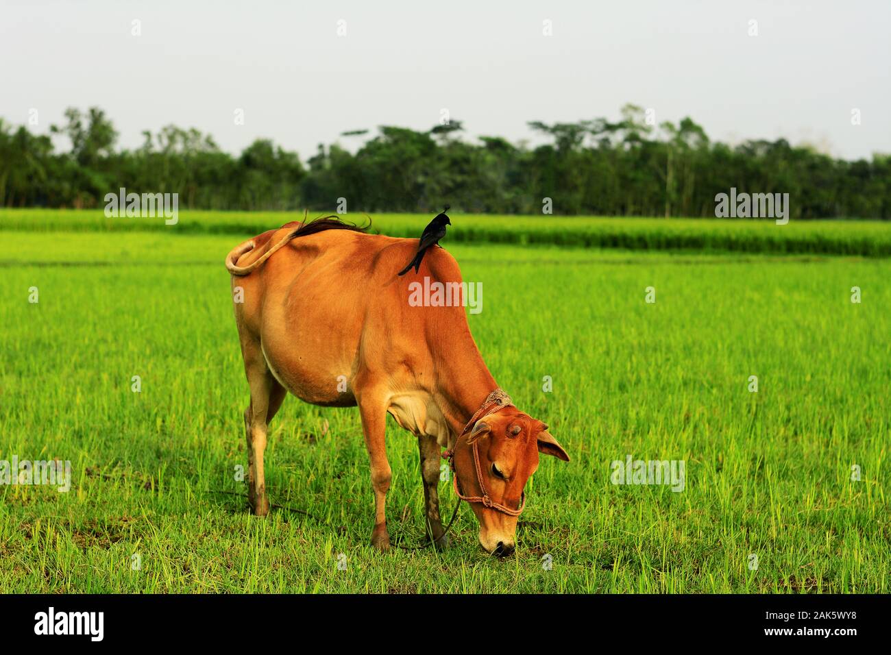 Bird on cow hi-res stock photography and images - Alamy