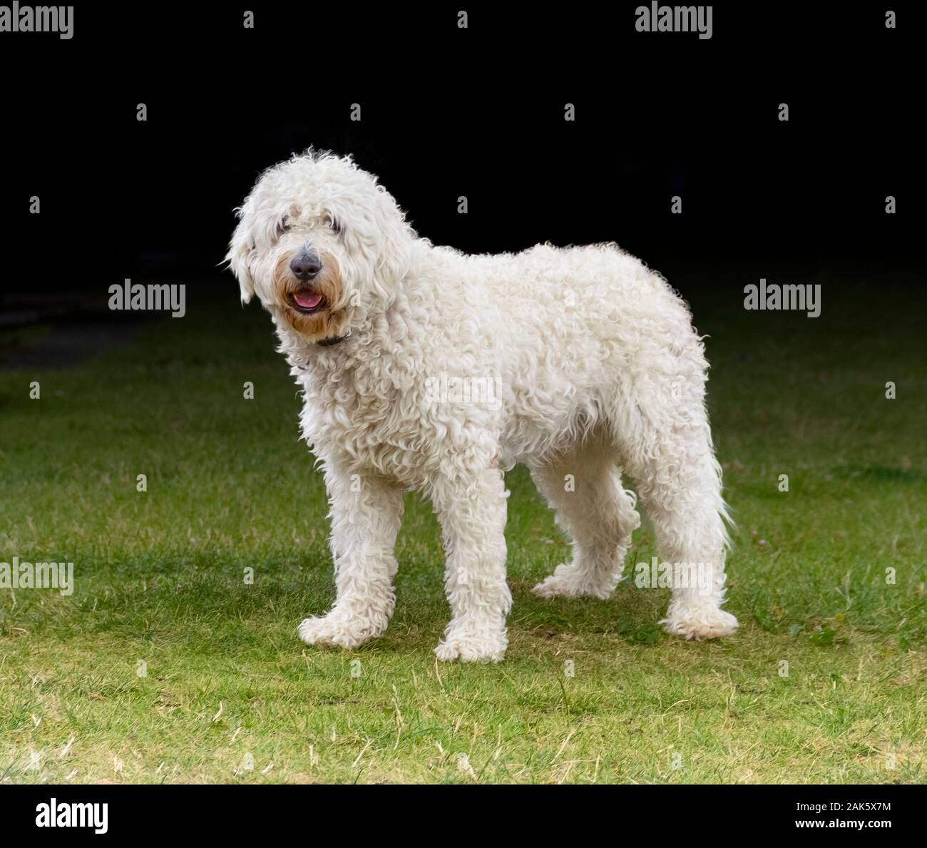 white Labradoodle in grassy gradient back Stock Photo - Alamy