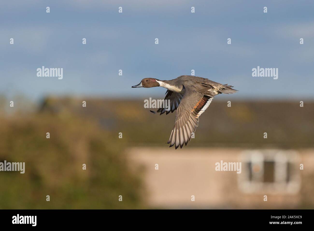 Wild UK Northern pintail drake (Anas acuta) isolated outdoors in flight, flying left Stock Photo ...