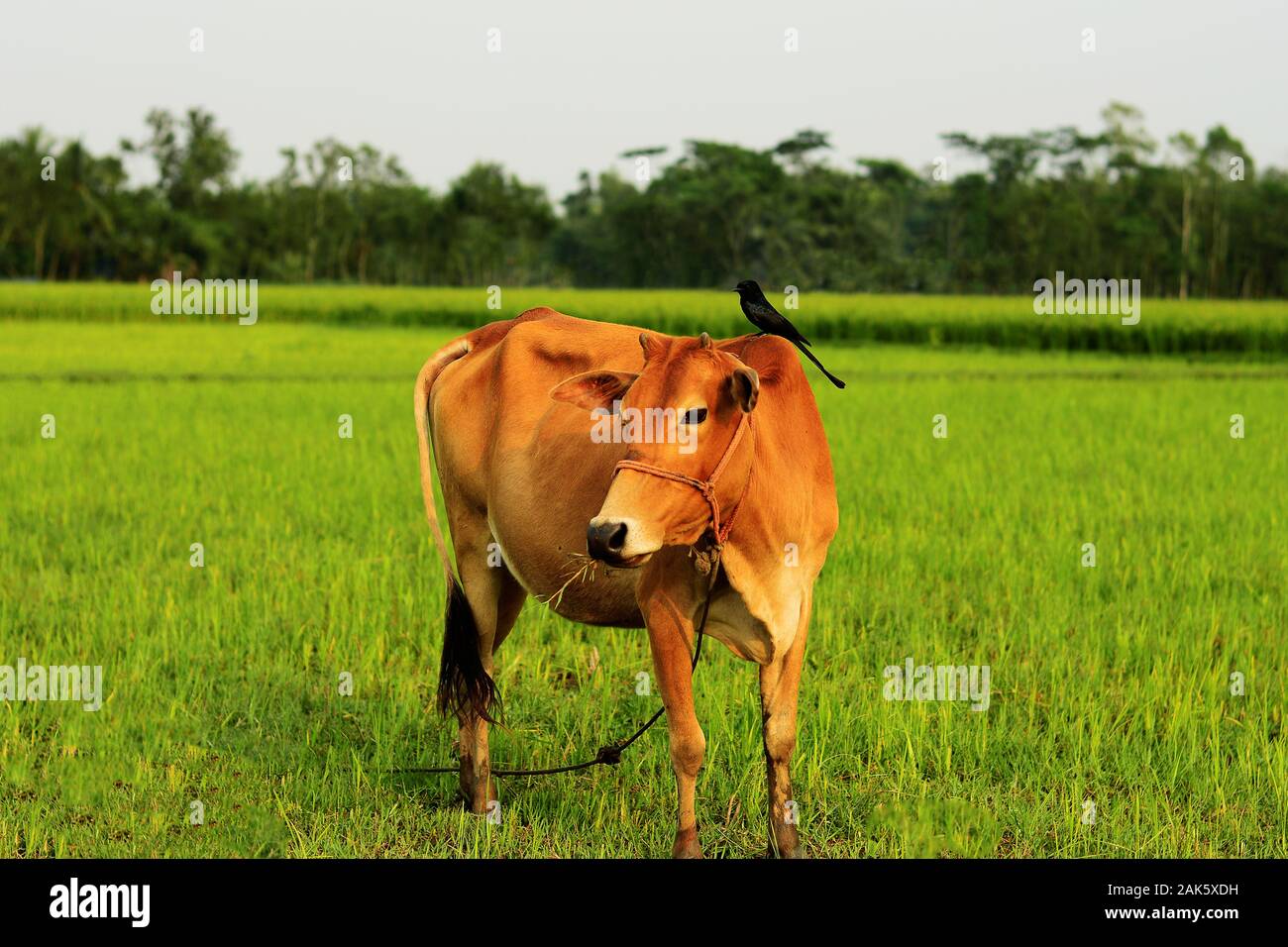 Calf and caw hi-res stock photography and images - Alamy