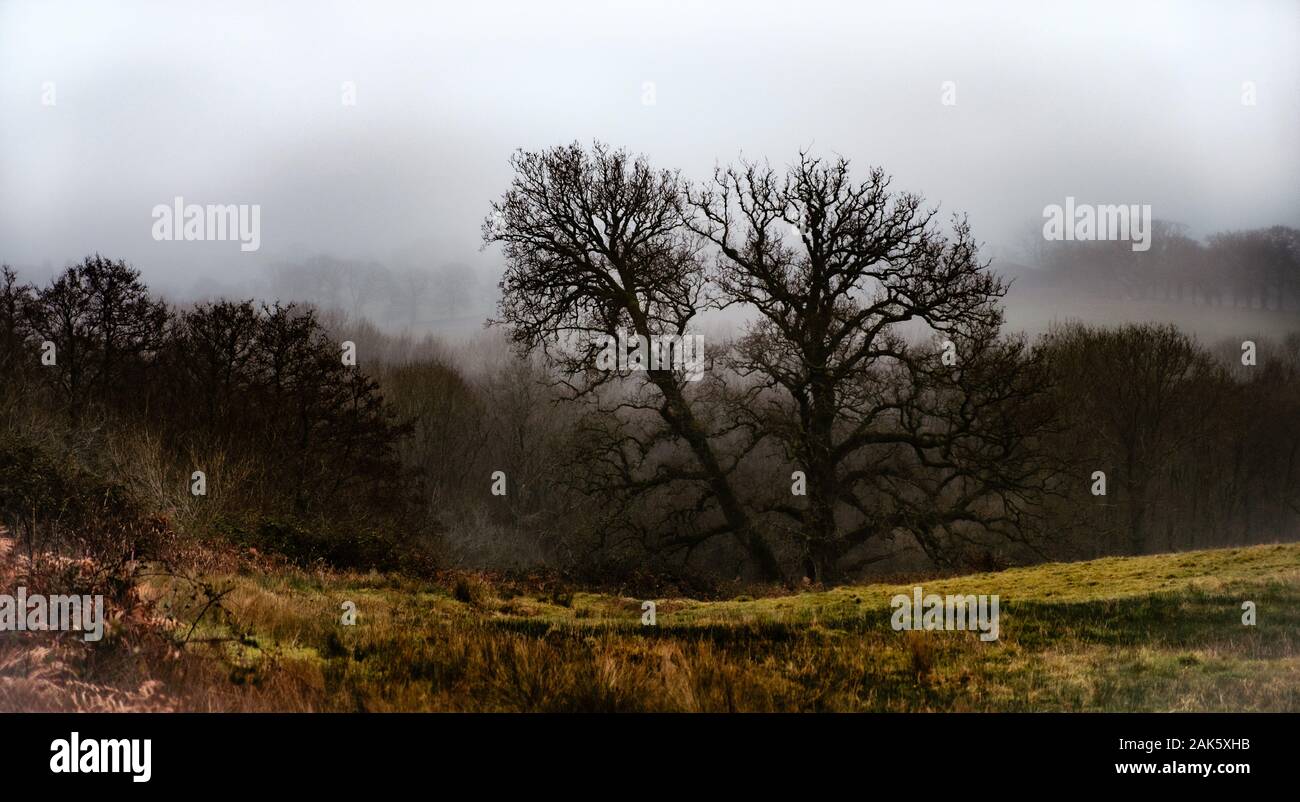 Spooky trees mist hi-res stock photography and images - Alamy