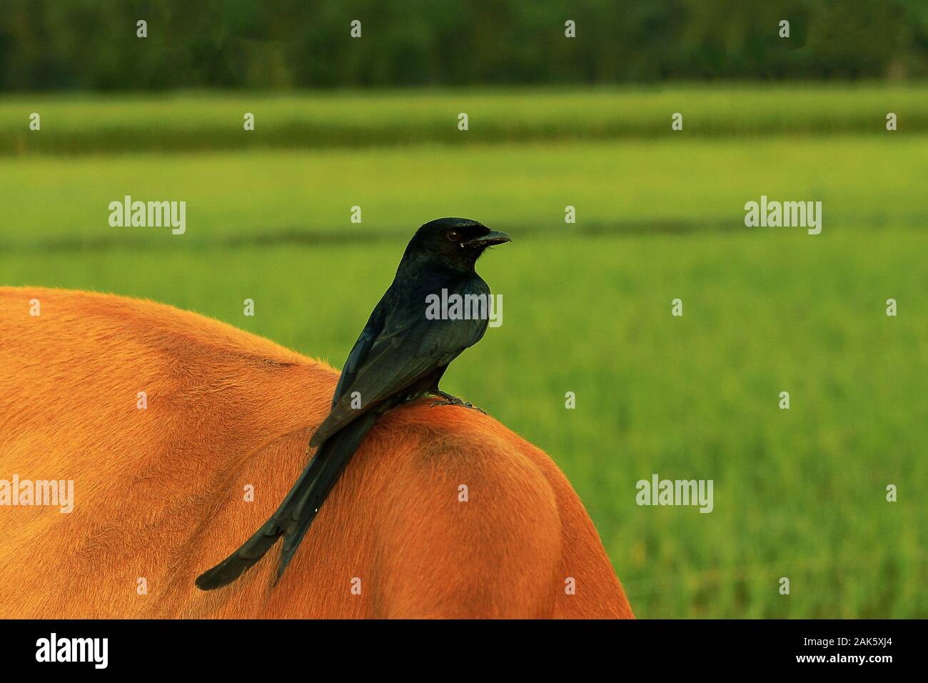 Bird and cow hi-res stock photography and images - Alamy
