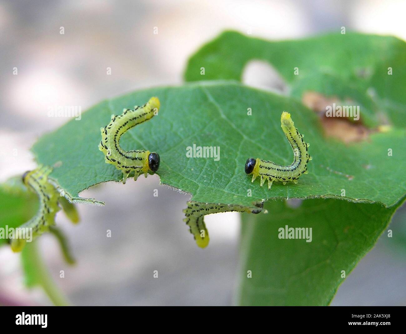 Garden pests caterpillars hi-res stock photography and images - Alamy