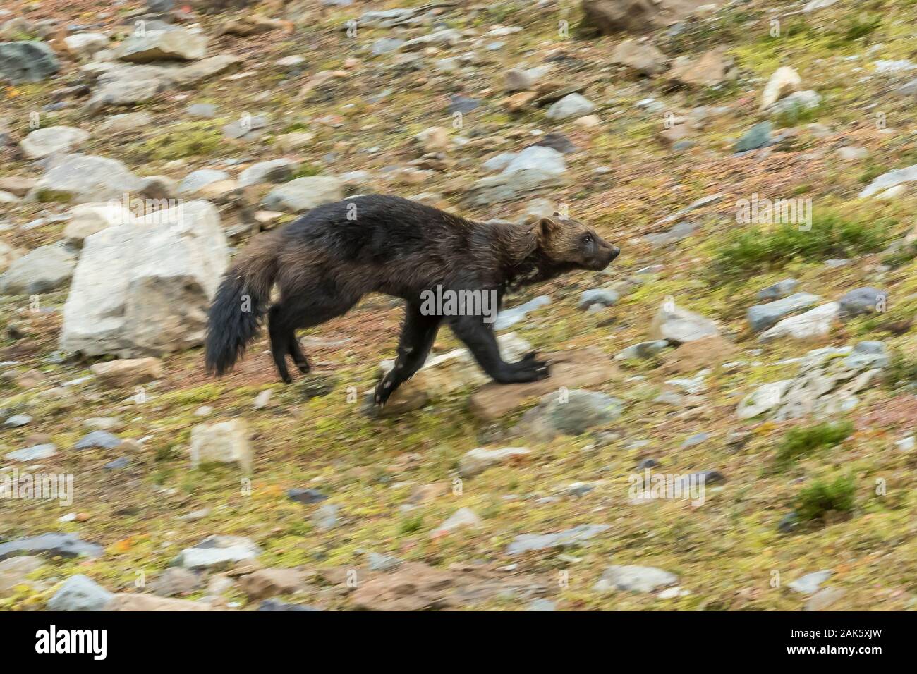 Wolverine glutton carcajou gulo gulo hi-res stock photography and ...