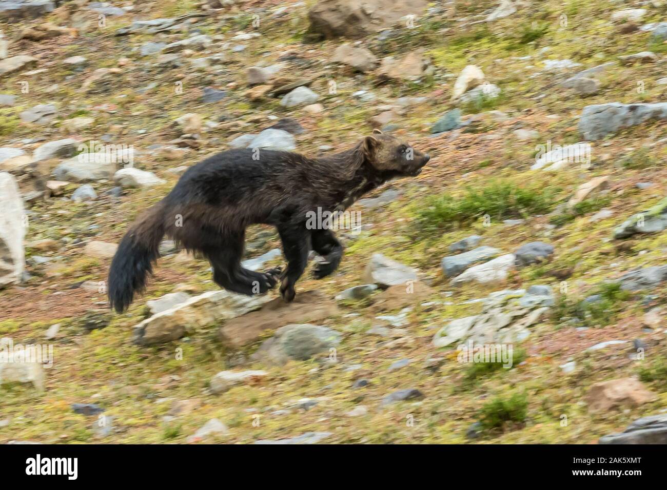 Wolverine glutton carcajou gulo gulo hi-res stock photography and ...