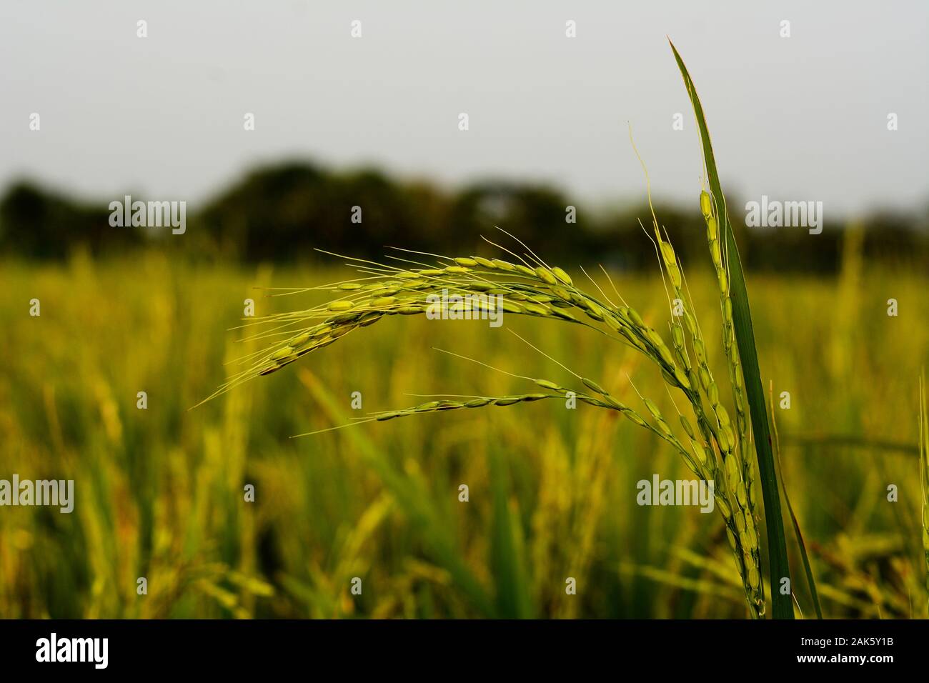 Wonderful view rice field landscape Stock Photo - Alamy