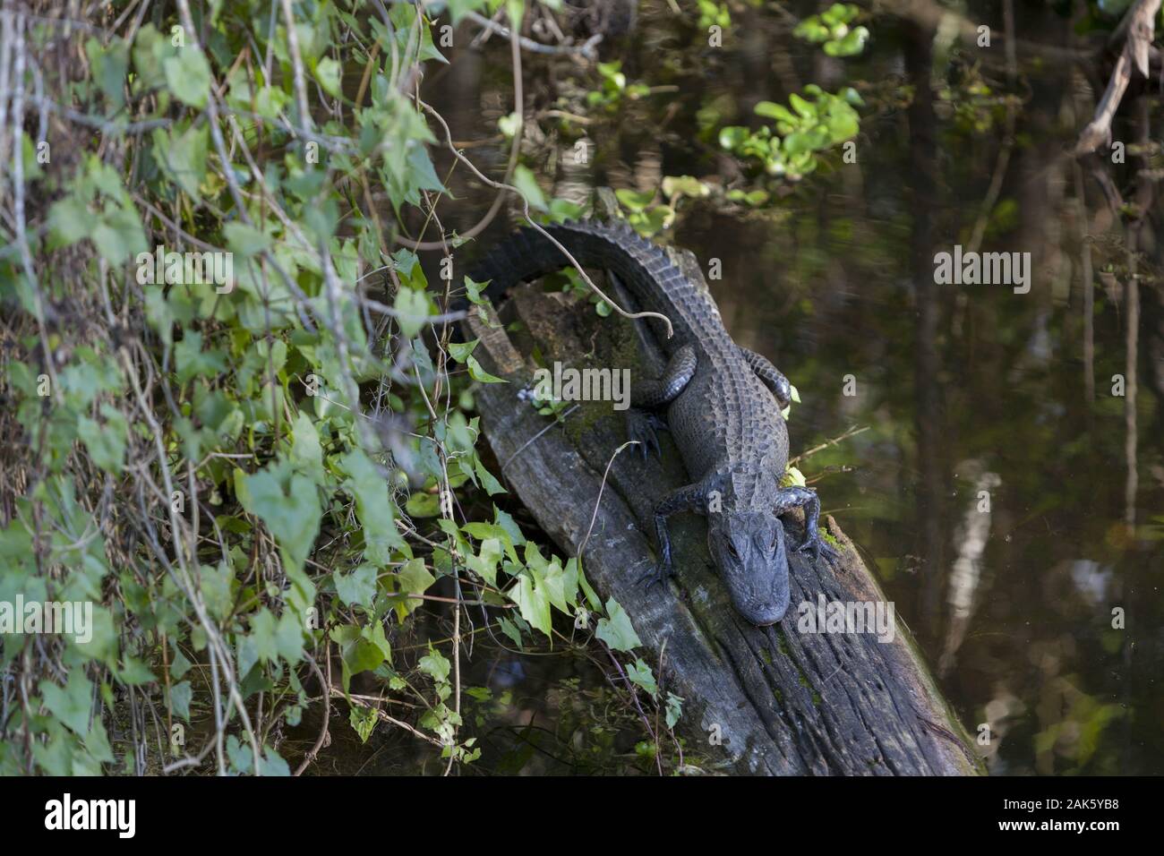 Big Cypress National Preserve: Alligator in den Everglades, Florida ...