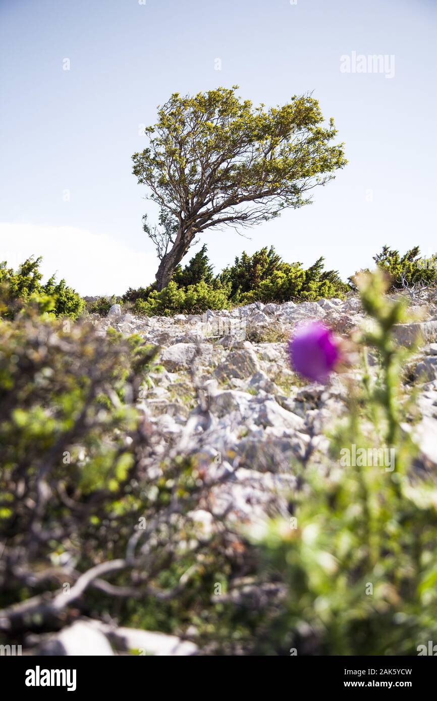Karge vegetation hi-res stock photography and images - Alamy